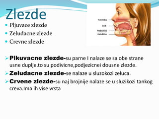 Sistem organa za varenje | PPTX