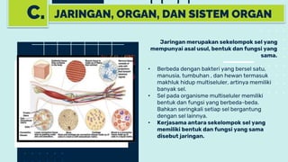 SISTEM ORGANISASI KEHIDUPAN.pptx
