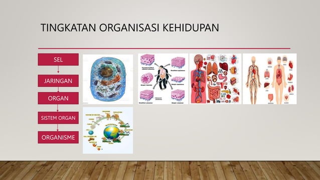 Sistem organisasi kehidupan manusia.pptx