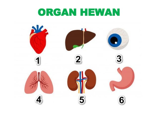 Sistem Organisasi Kehidupann (Sel, Jaringan, Organ, Sistem Organ ...