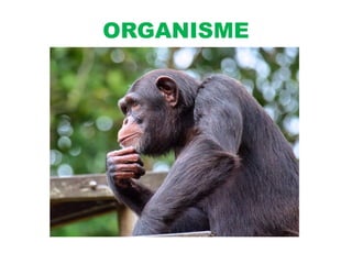 Sistem Organisasi Kehidupann (Sel, Jaringan, Organ, Sistem Organ ...