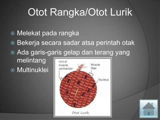 Sistem otot | PPTX