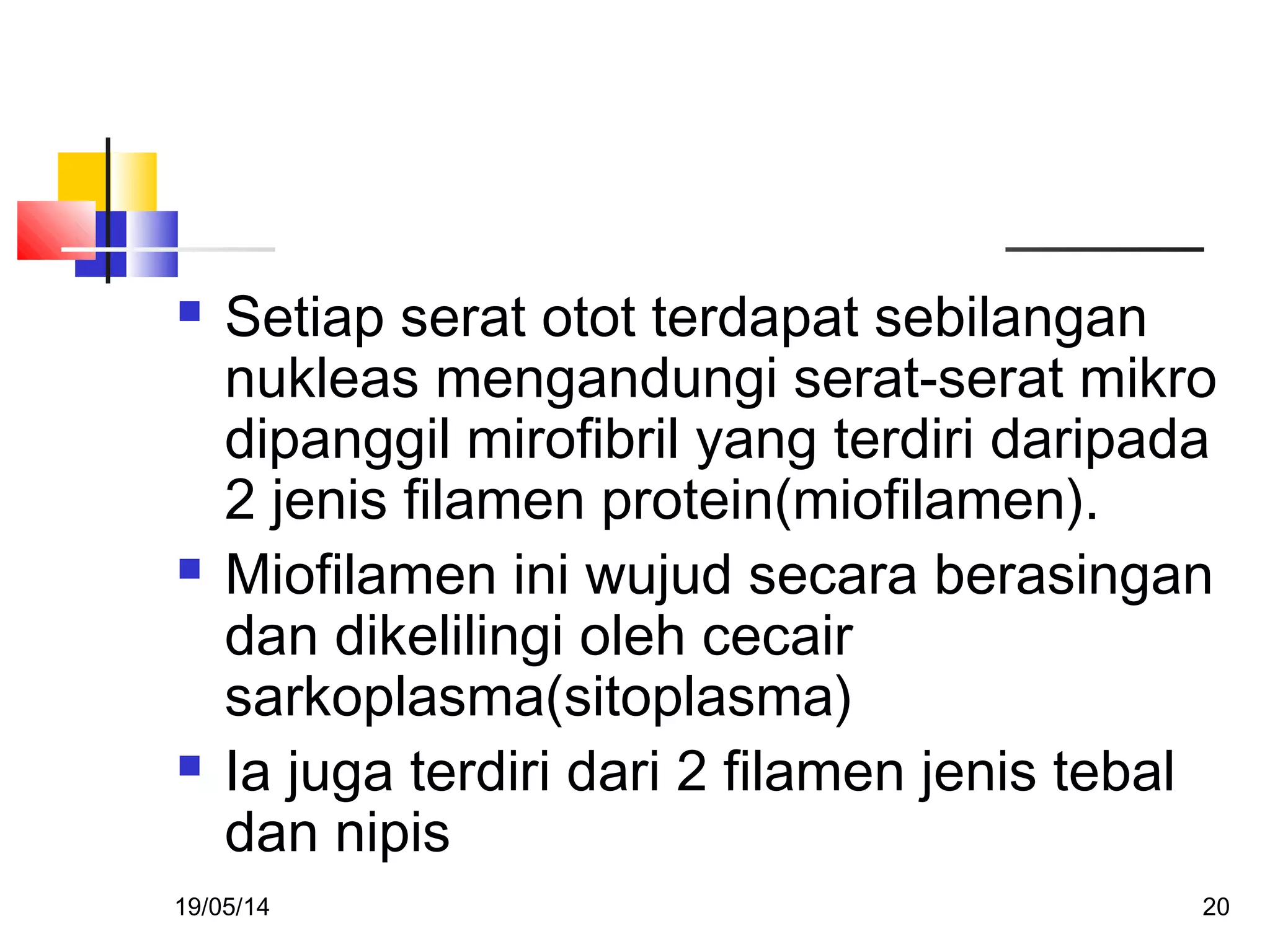 Sistem otot (Anatomi & Fisiologi) STPM Penggal 2 | PPT