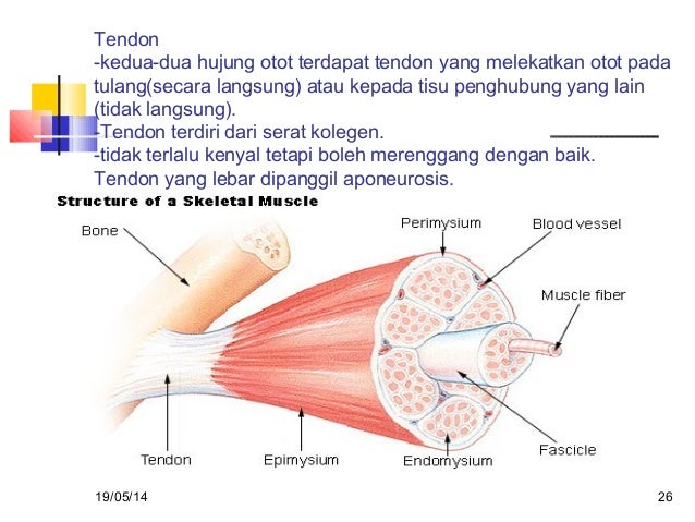 Sistem otot (Anatomi & Fisiologi) STPM Penggal 2