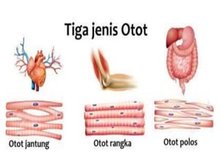Sistem otot | PPTX
