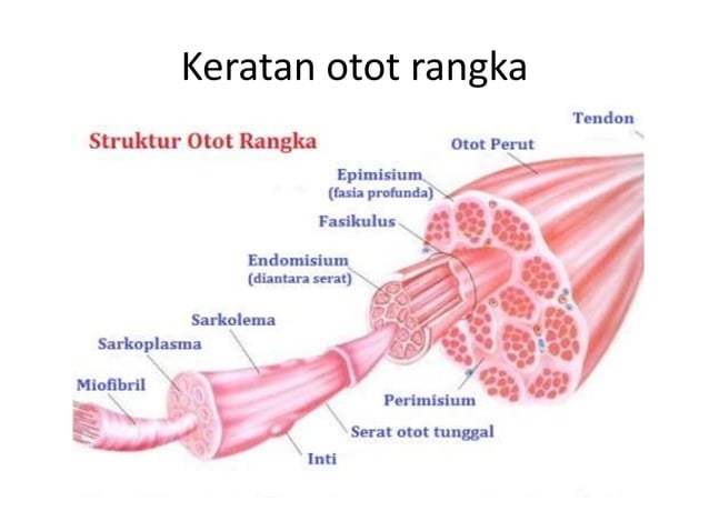 Sistem otot | PPTX