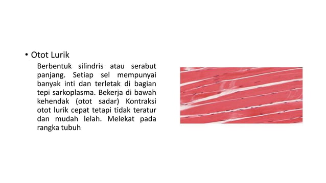 otot ppt | PPT