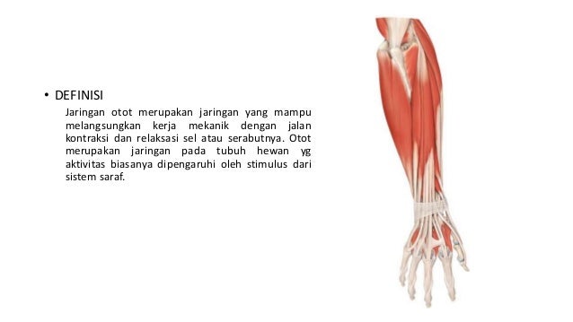 Sistem Otot pada Manusia