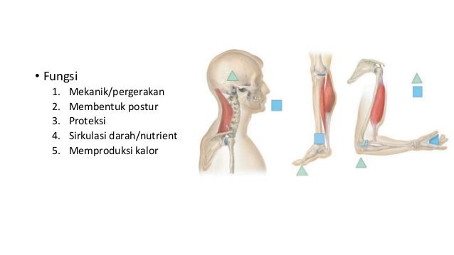 Sistem Otot pada Manusia