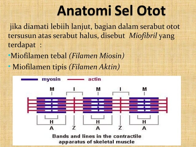 Sistem otot | PPT