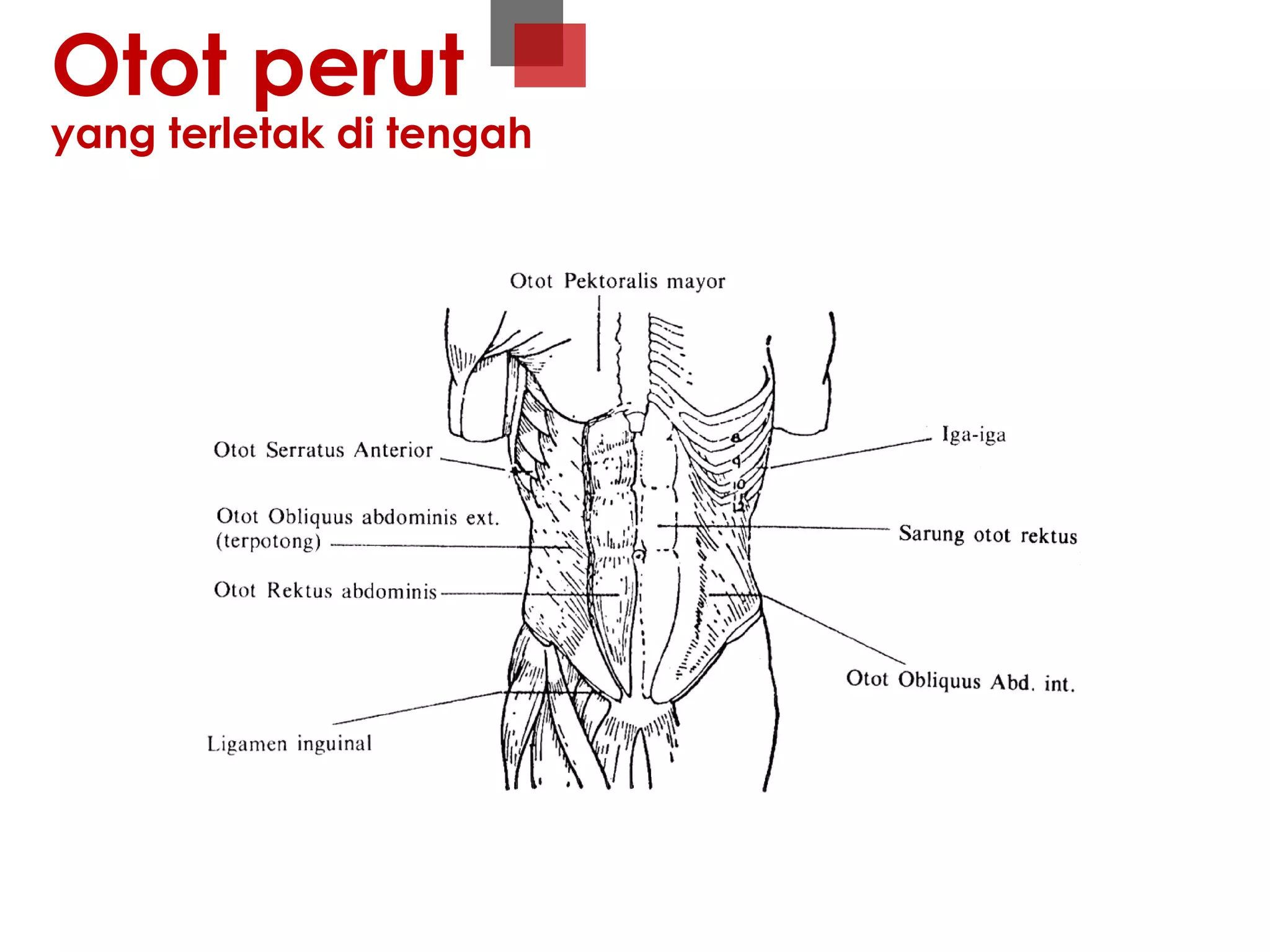 Sistem Otot Kerangka | PDF