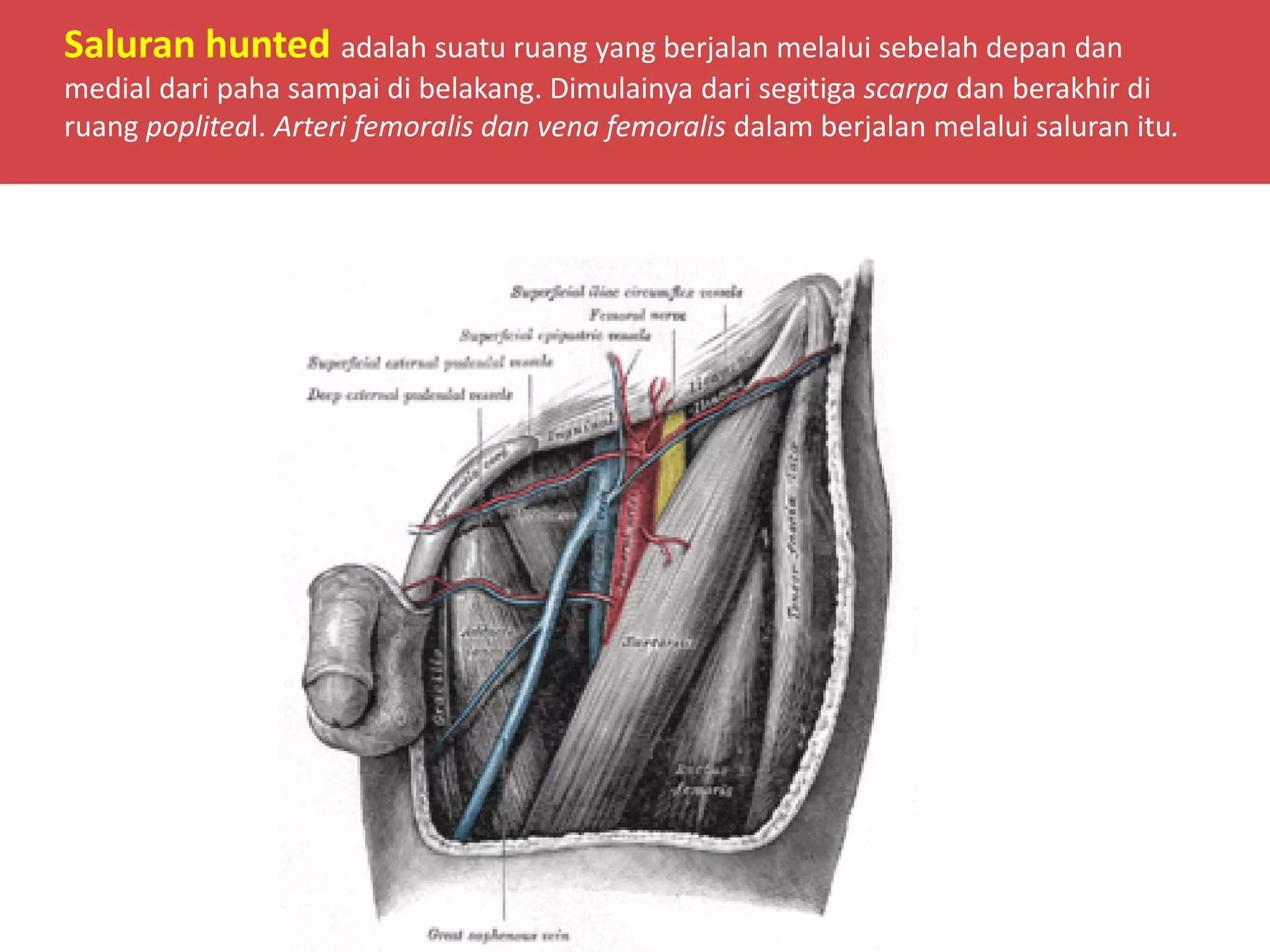 Sistem Otot Kerangka | PDF