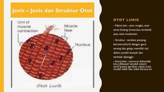 Sistem Otot & Sistem Saraf (Materi 3)_Kelompok 5.pptx