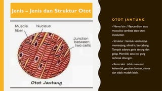 Sistem Otot & Sistem Saraf (Materi 3)_Kelompok 5.pptx