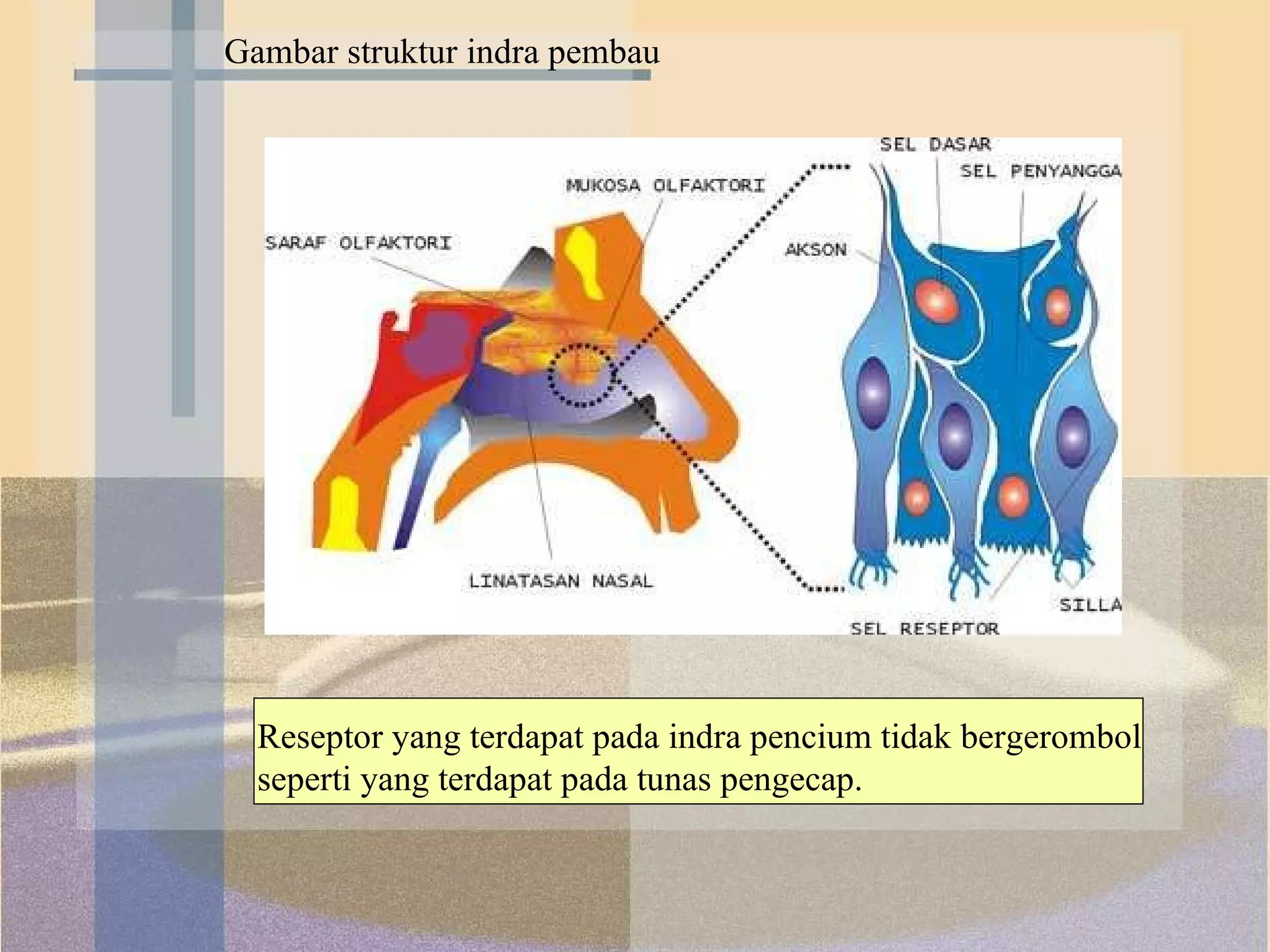 Sistem panca indera | PPT
