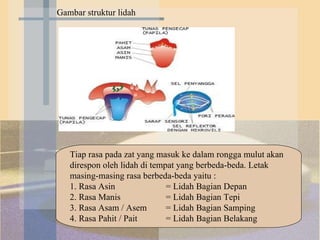 Sistem panca indera | PPT