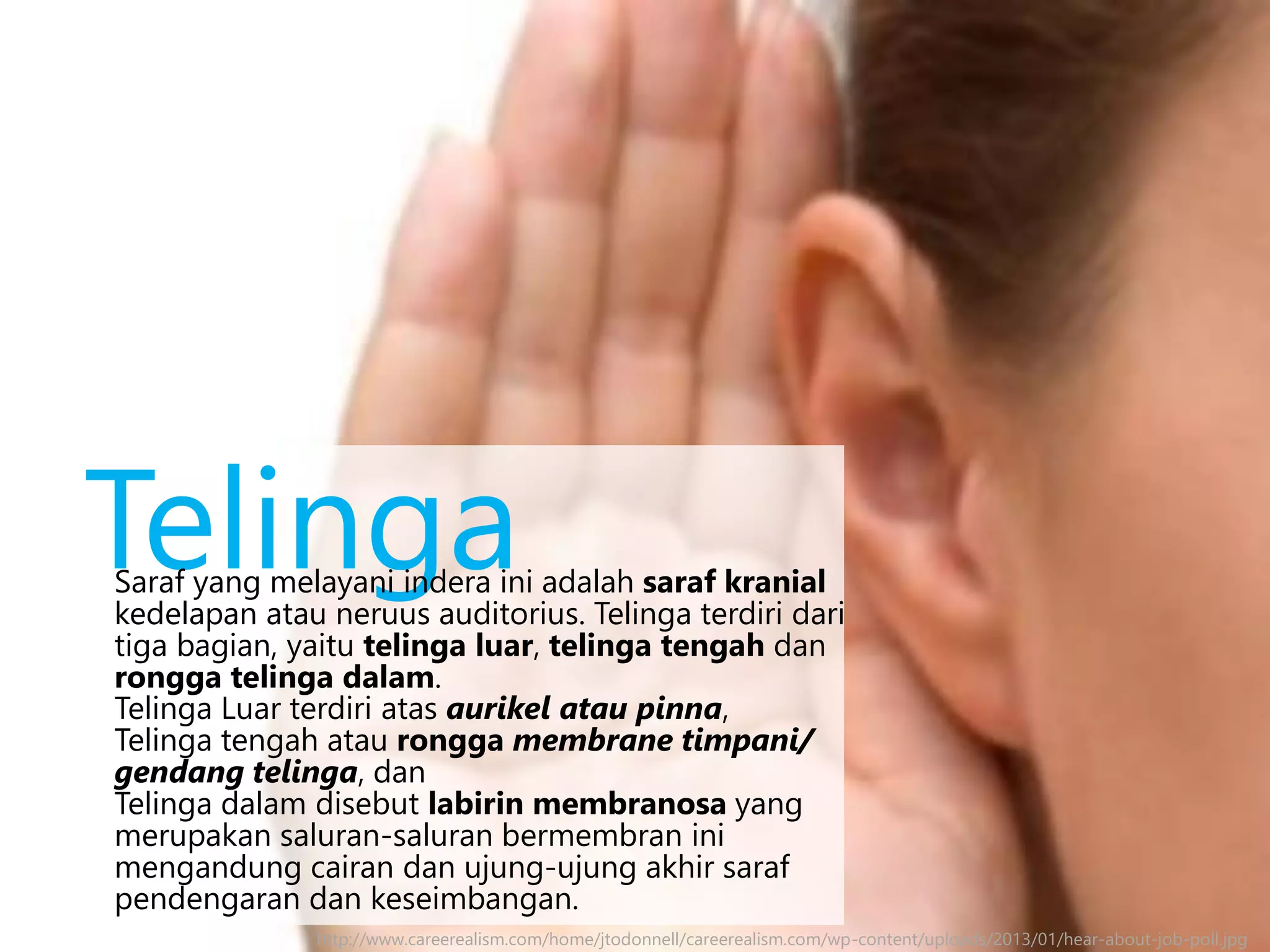 Sistem Pancaindera | PDF