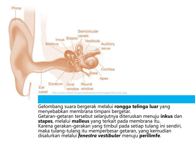 Sistem Pancaindera | PPT
