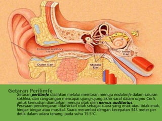 Sistem Pancaindera | PDF