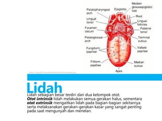 Sistem Pancaindera | PDF