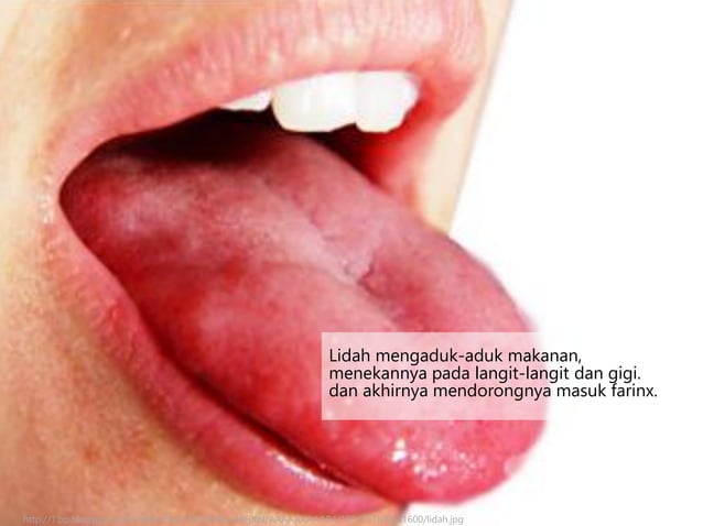 Sistem Pancaindera | PPT