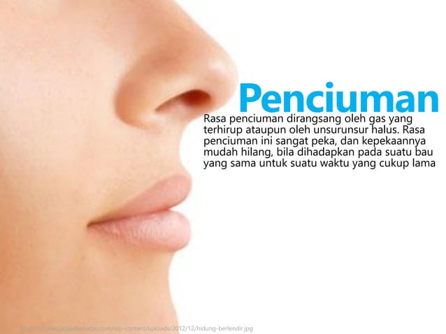 Sistem Pancaindera | PPT