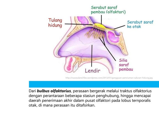 Sistem Pancaindera | PPT