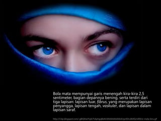 Sistem Pancaindera | PDF