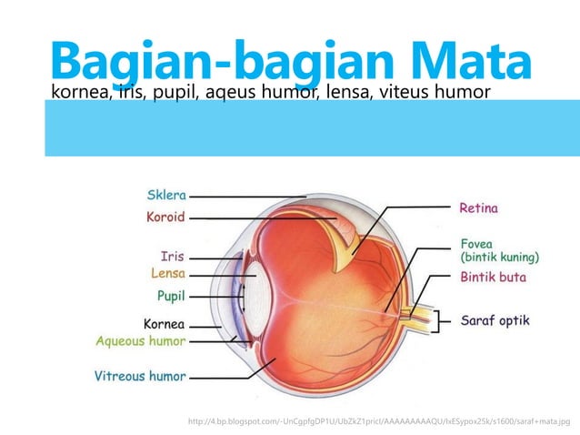 Sistem Pancaindera | PPT