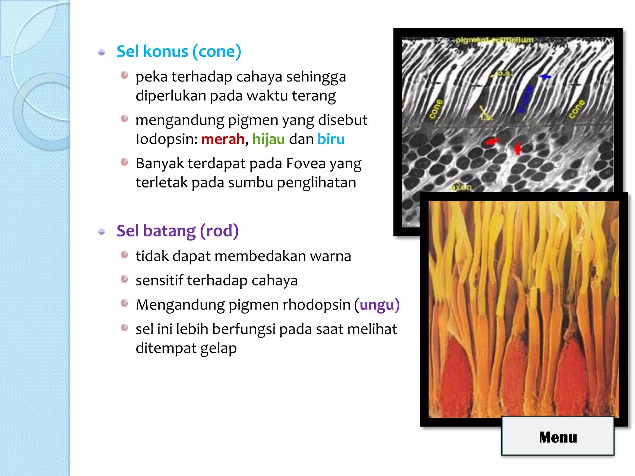 Sistem panca indera mata dan hidung (29) | PPTX