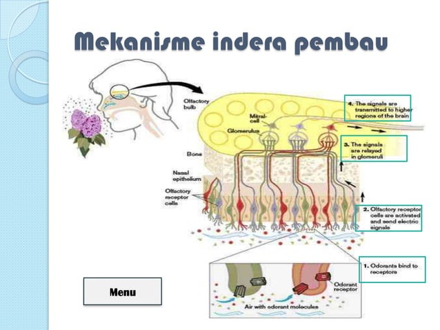 Sistem panca indera mata dan hidung (29) | PPT
