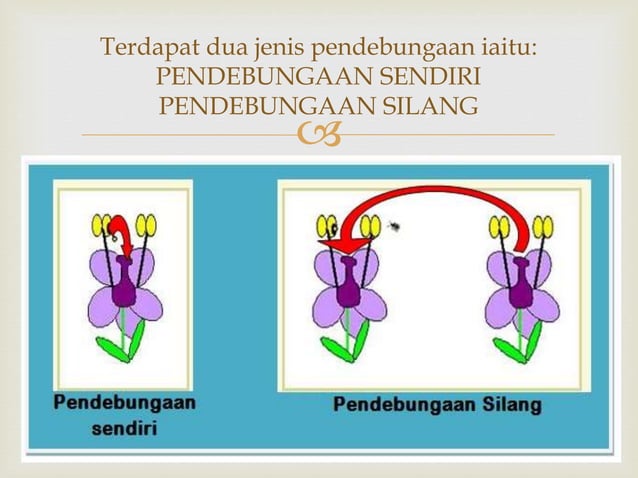 Sistem pembiakan seks bagi tumbuhan | PPTX