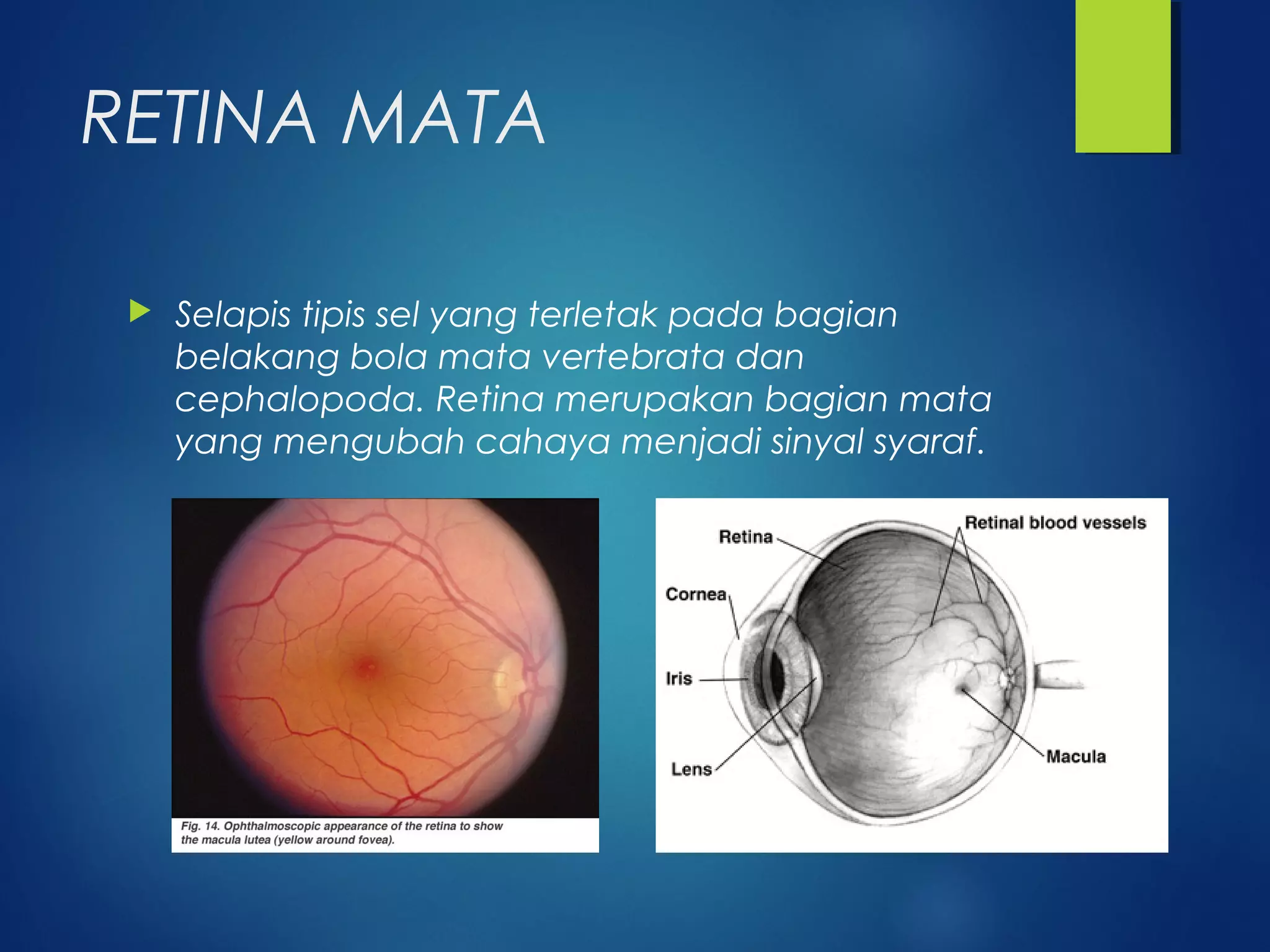 Sistem pemindai biometrik retina dan iris | PPT