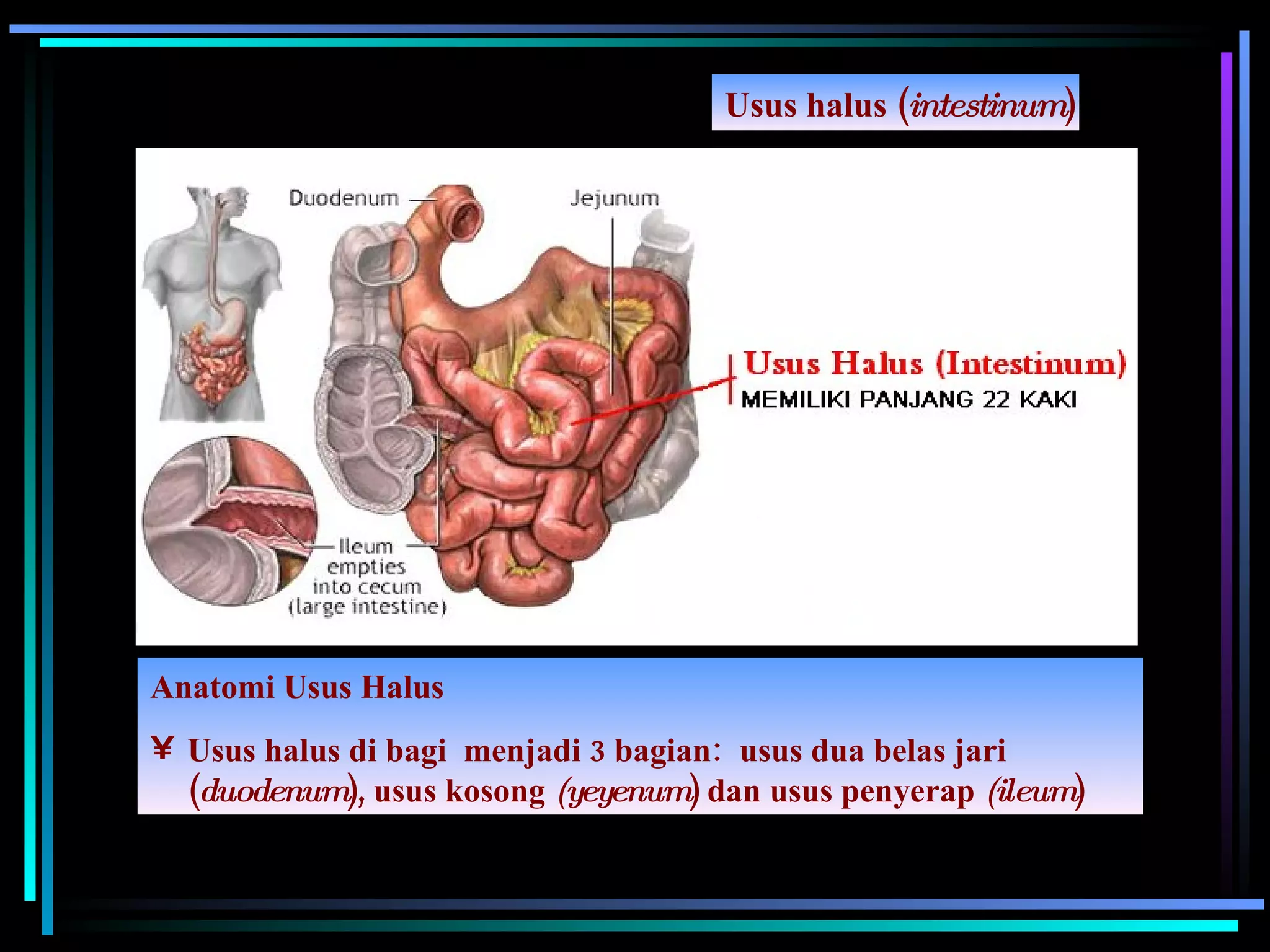 Sistem pencernaan.. | PPT