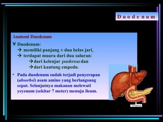 Sistem pencernaan.. | PPT