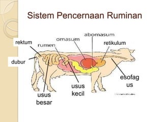 SPN F5 Sistem pencernaan.ppt | PPT