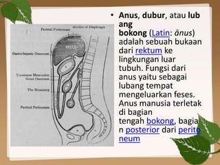 Sistem pencernaan | PPTX