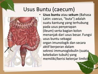 Sistem pencernaan | PPT