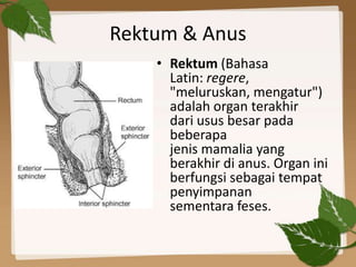 Sistem pencernaan | PPT