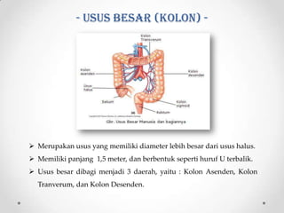Sistem pencernaan | PPTX