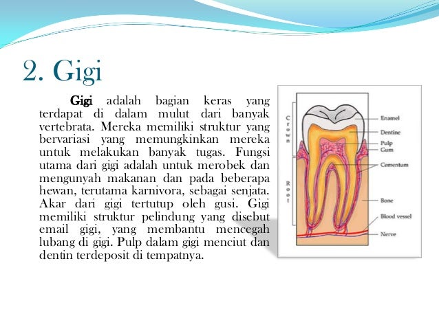 Dinding Usus Halus Berbentuk Jonjot Bertujuan Agar