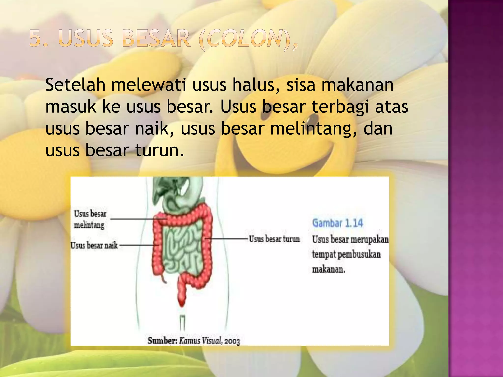 Sistem pencernaan | PPTX