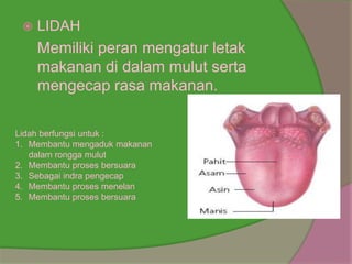 Sistem pencernaan | PPTX