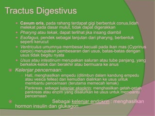 Sistem pencernaan | PPTX