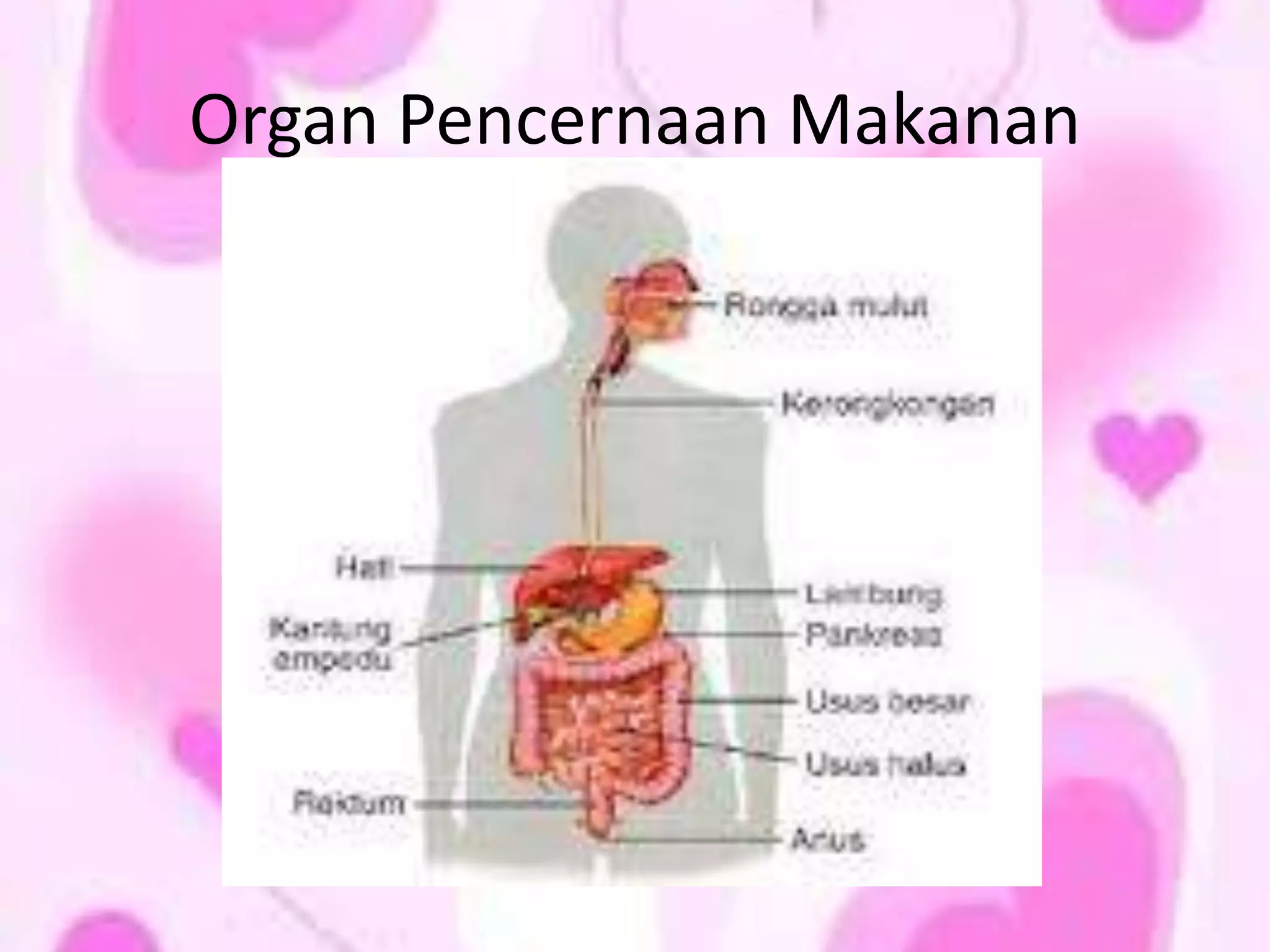 Sistem Pencernaan | PPT