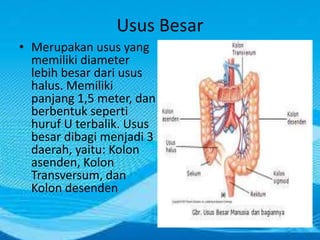 Sistem Pencernaan | PPTX