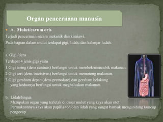 TUGAS ANFIS SISTEM PENCERNAAN | PPTX