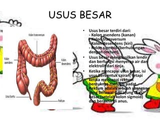 Sistem pencernaan | PPTX