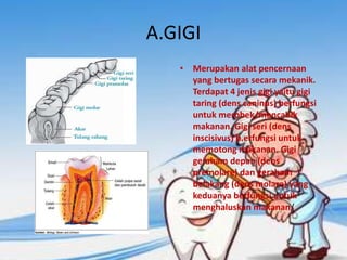 Sistem pencernaan | PPTX