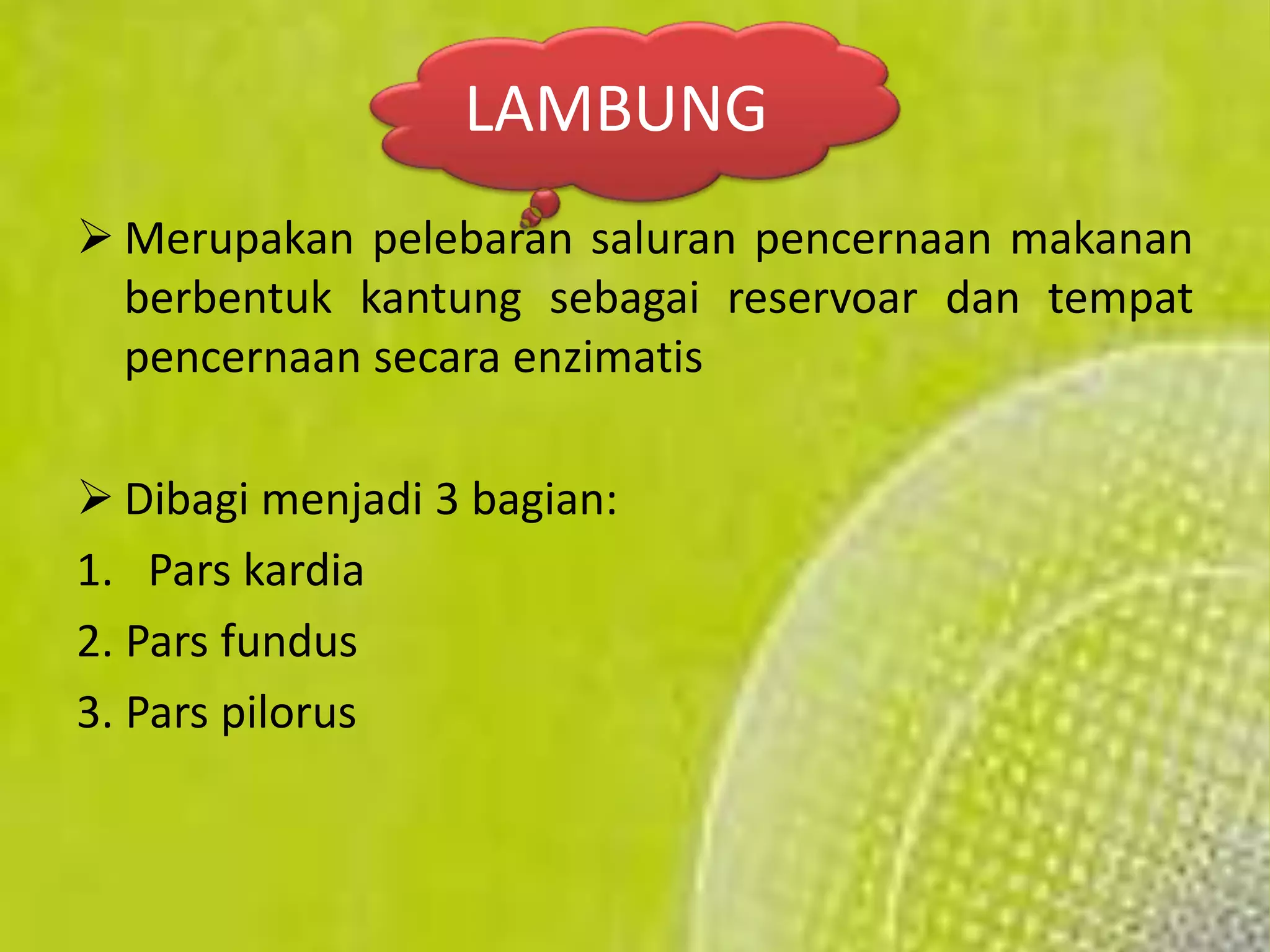 Sistem Pencernaan (Universitas Kuningan) | PPTX